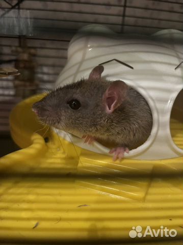 Отдам крысу с клеткой