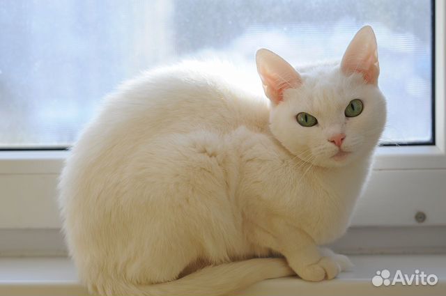 Беленькая кошечка ищет дом