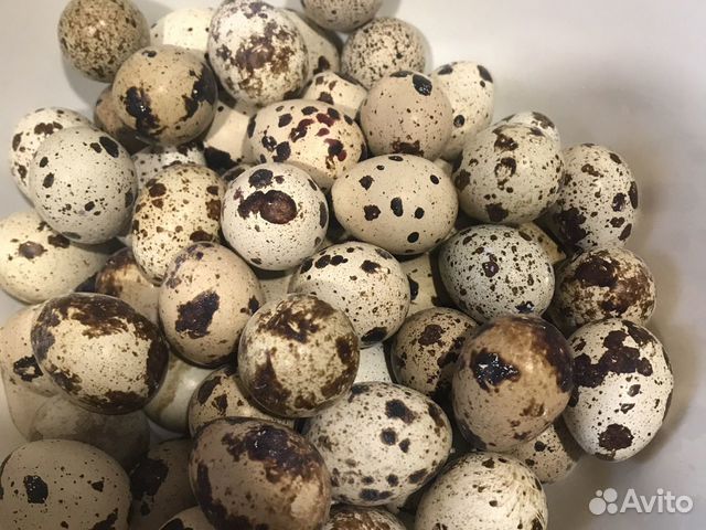 Яйца перепелиные инкубационное