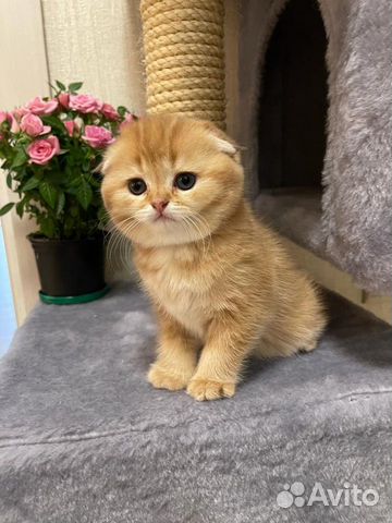 Шотландские котята