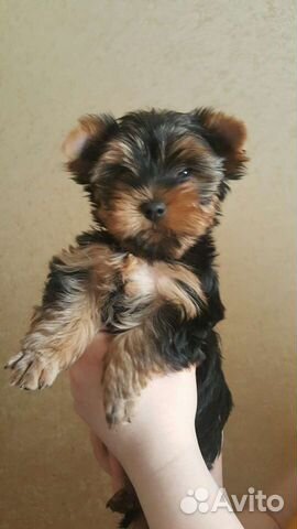 Йоркширский терьер мини беби фейс щенки