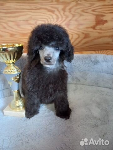 Пудель миниатюрный серого окраса