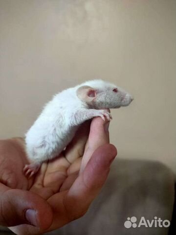 Крысята Дамбо