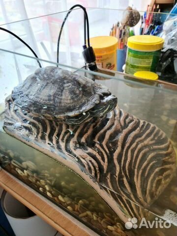 Красноухая черепаха с аквариумом