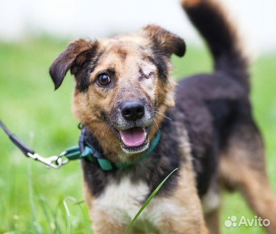 Собачка-инвалид ищет дом