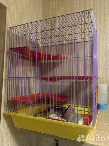 Клетка с крысами