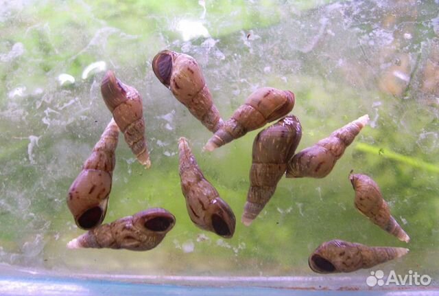 Улитки мелании