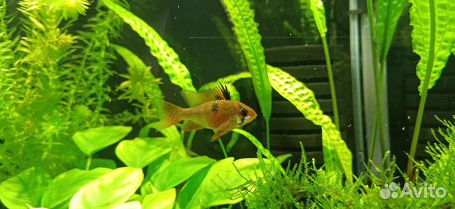 Апистограмма рамирези