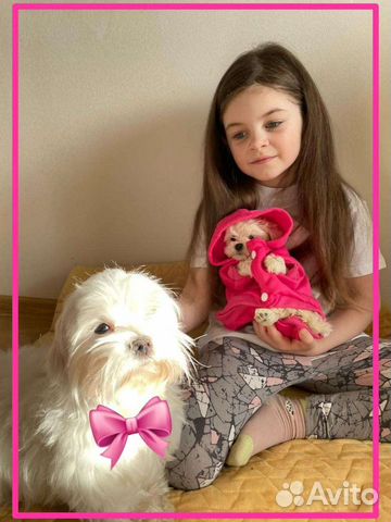 Мальтийская болонка. Мальтезе