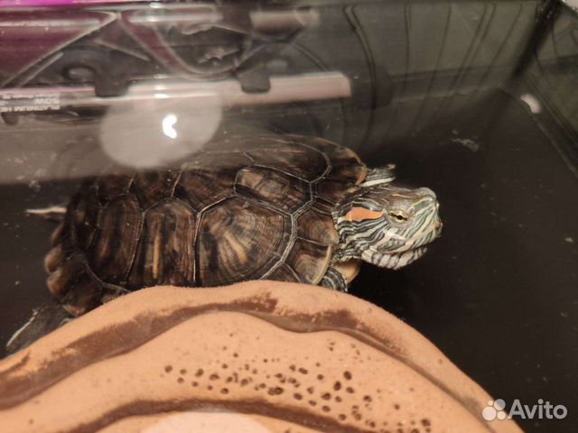 2 Черепахи бесплатно