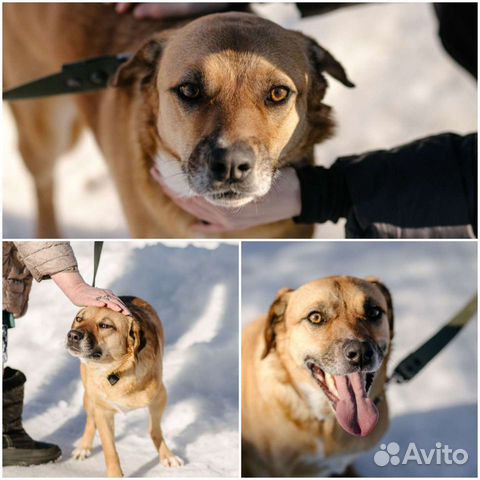 Отличная собака