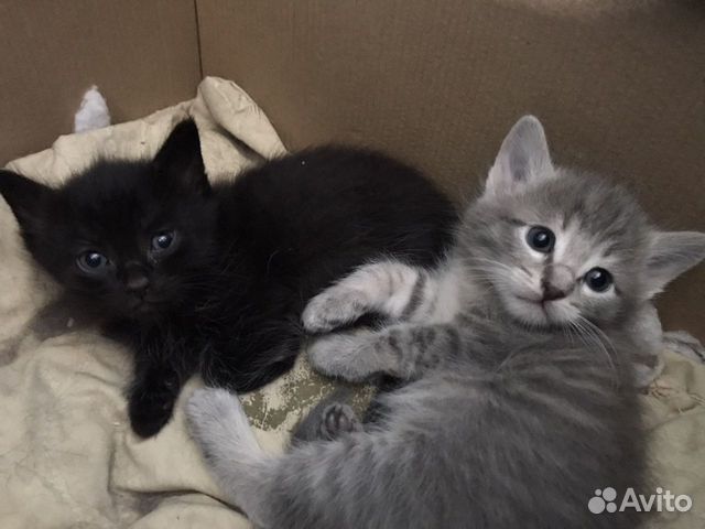 Котята