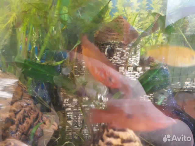 Хромис-красавец