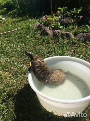 Черепаха с аквариумом