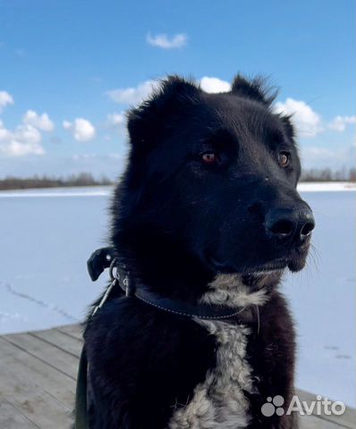 Алабай мальчик в добрые руки