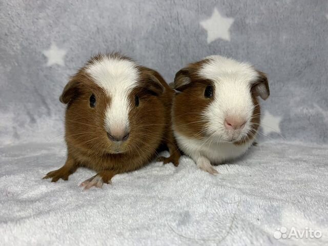 Морские свинки малыши крестед