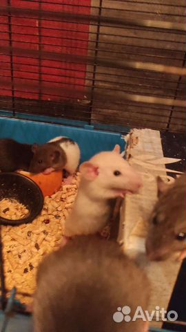 Декоративная крыса дамбо