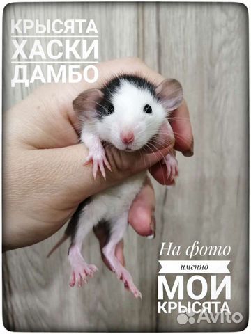 Крысята Дамбо Хаски