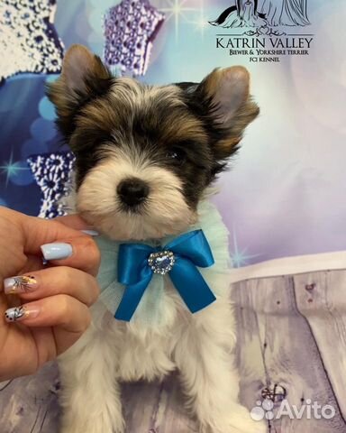 Бивер мальчишечка