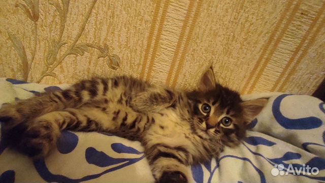 Которебенок в добрые руки