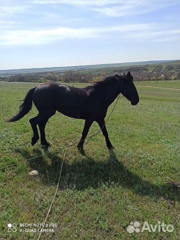 Жеребец чисто карачаевский