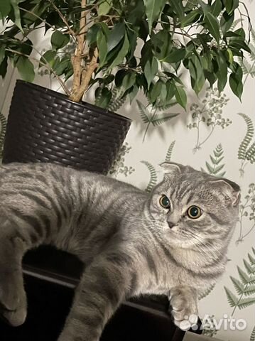 Вязка шотландский котик