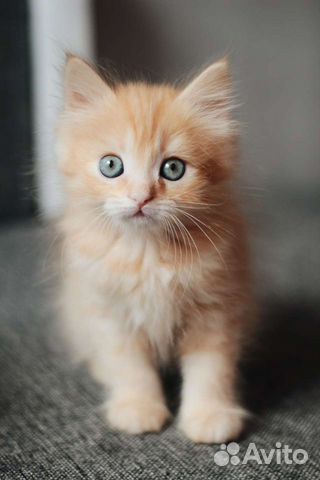 Котенок манчкин нестандарт