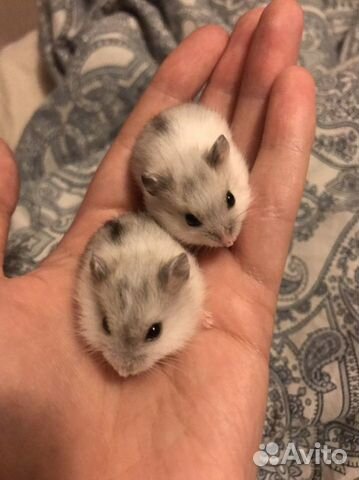 Джунгарский хомяк