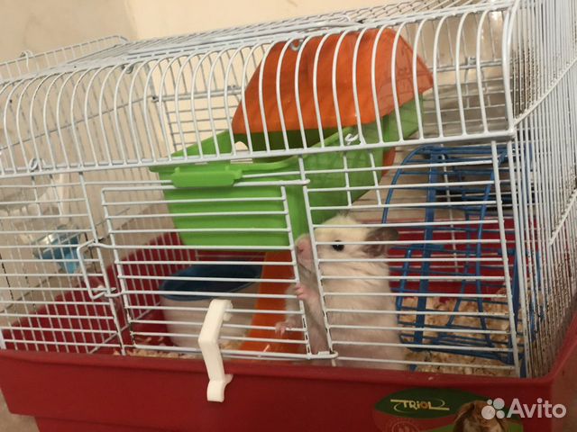 Хамяк вместе с клеткой