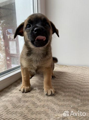 Щенки от маленткой собаки