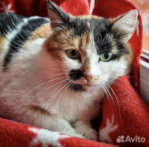Трёхцветная кошечка бедная Лилечка 1,5 года в да