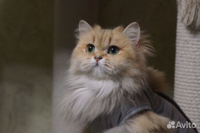 Золотая длинношерстная шиншилла