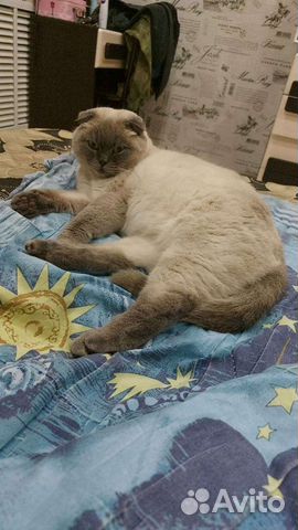 Британская кошка