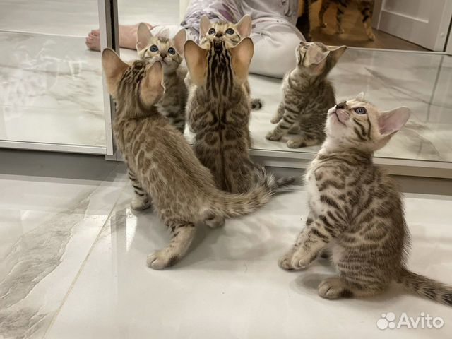 Бенгальские котята снежные готовы к переезду