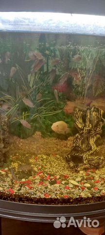 Аквариумные рыбки цихлиды- Цихлазома чернополосая