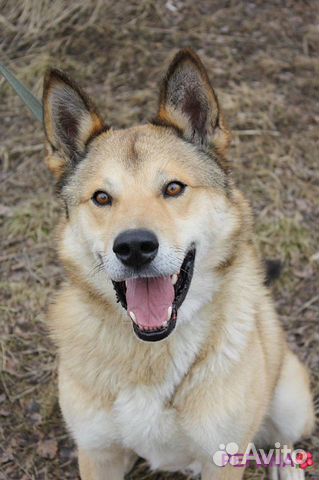 Собака в добрые руки