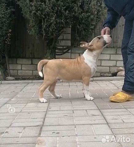 Бультерьер