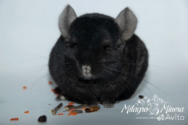 Черный мальчик шиншилла
