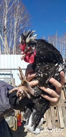 Петух Гудан