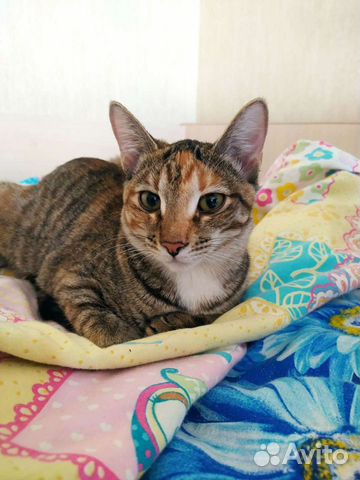 Кошка