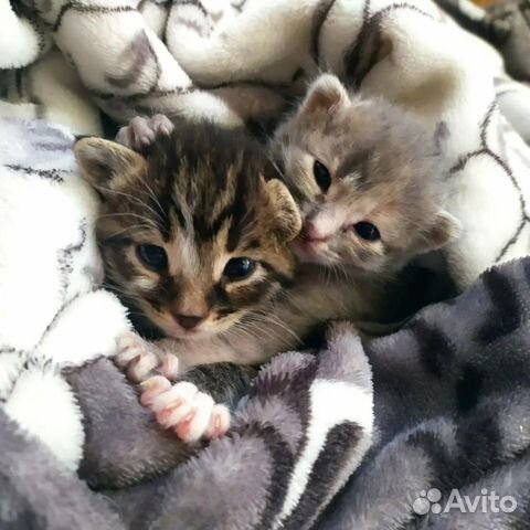 Крошечки-хаврошечки