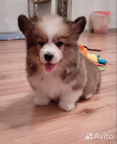 Велш корги пемброк