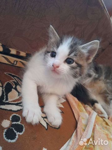 КотяткиИ в добрые ручки