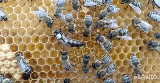 Матки пчелиные карника и карпатка 2022 года