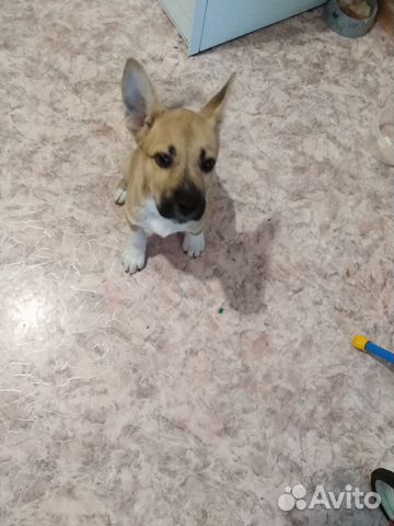 Стаффордширский терьер щенки щенок