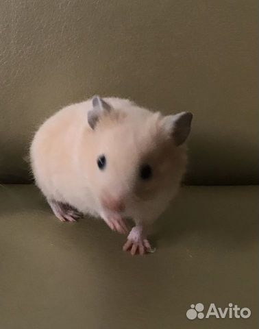 Сирийские хомячки+клетка