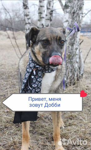 Собака Добби ищет дом