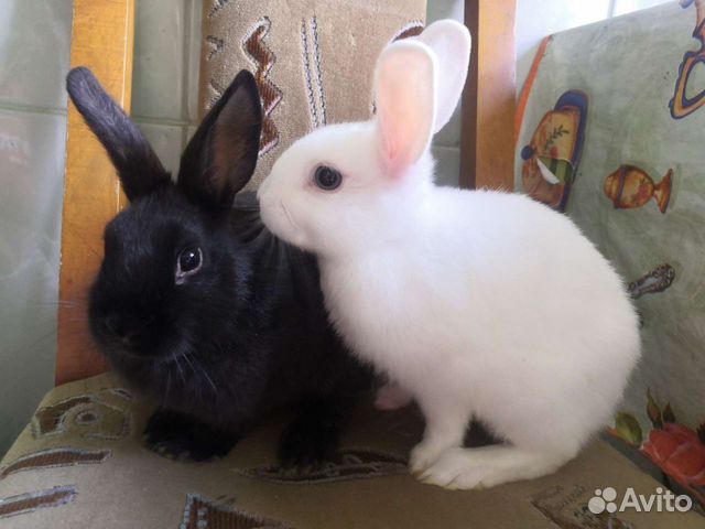 Кролики карликовые