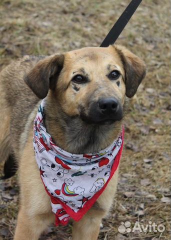 Добрая и ласковая Рейчел ждёт хозяина