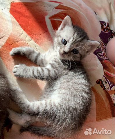 Котята в добрые руки 1 месяц